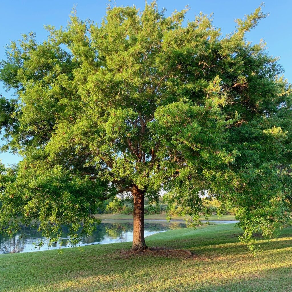 Tree Removal Melbourne Fl | East Coast Trees and Landscaping